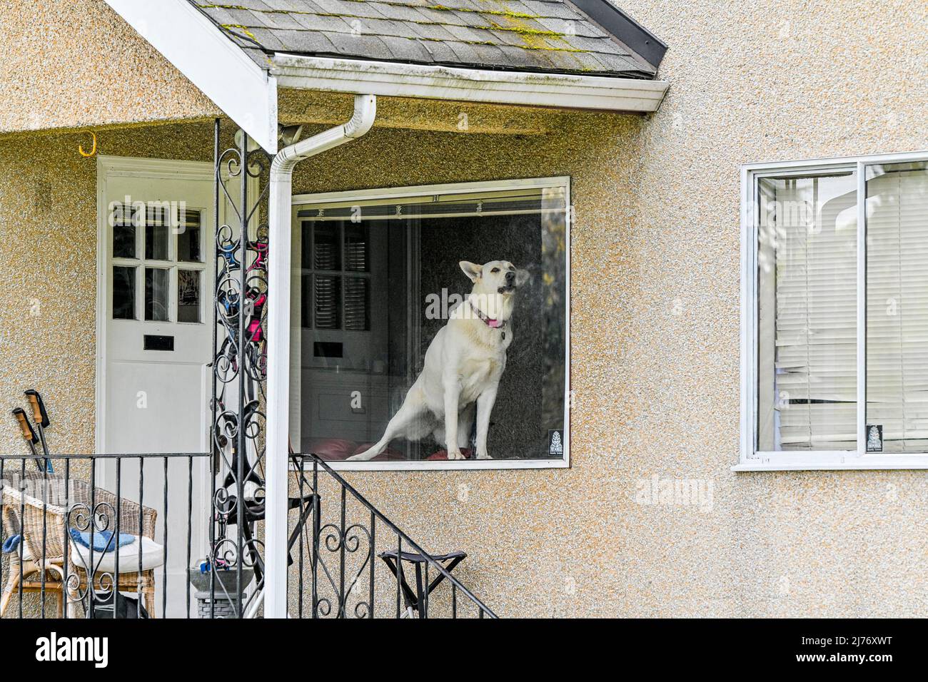 Dog in house window Stock Photo - Alamy