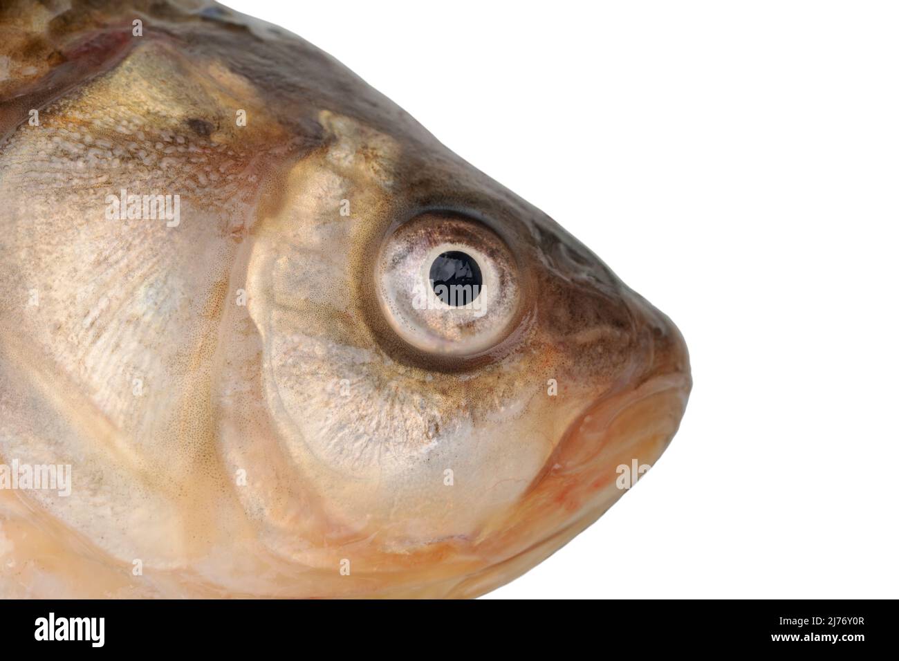 Fat carp hi-res stock photography and images - Alamy