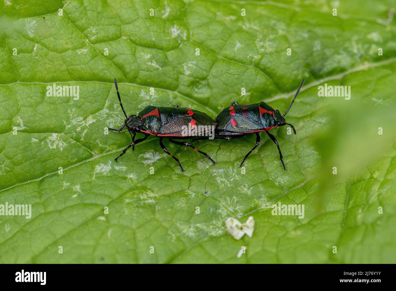 Insect on mustard hi-res stock photography and images - Alamy