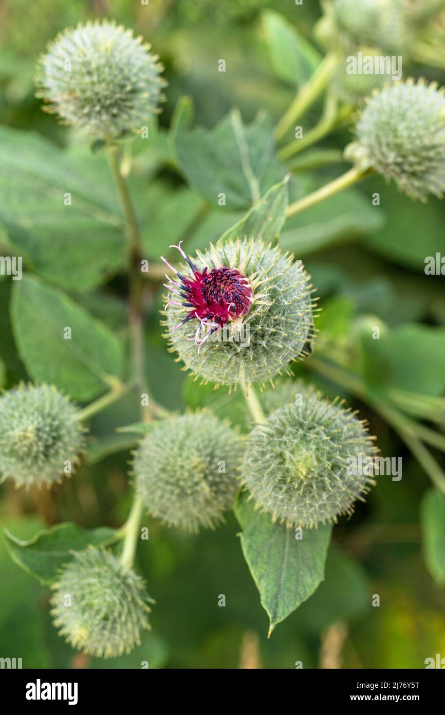 Prickly heads of burdock plants. Top view Stock Photo - Alamy