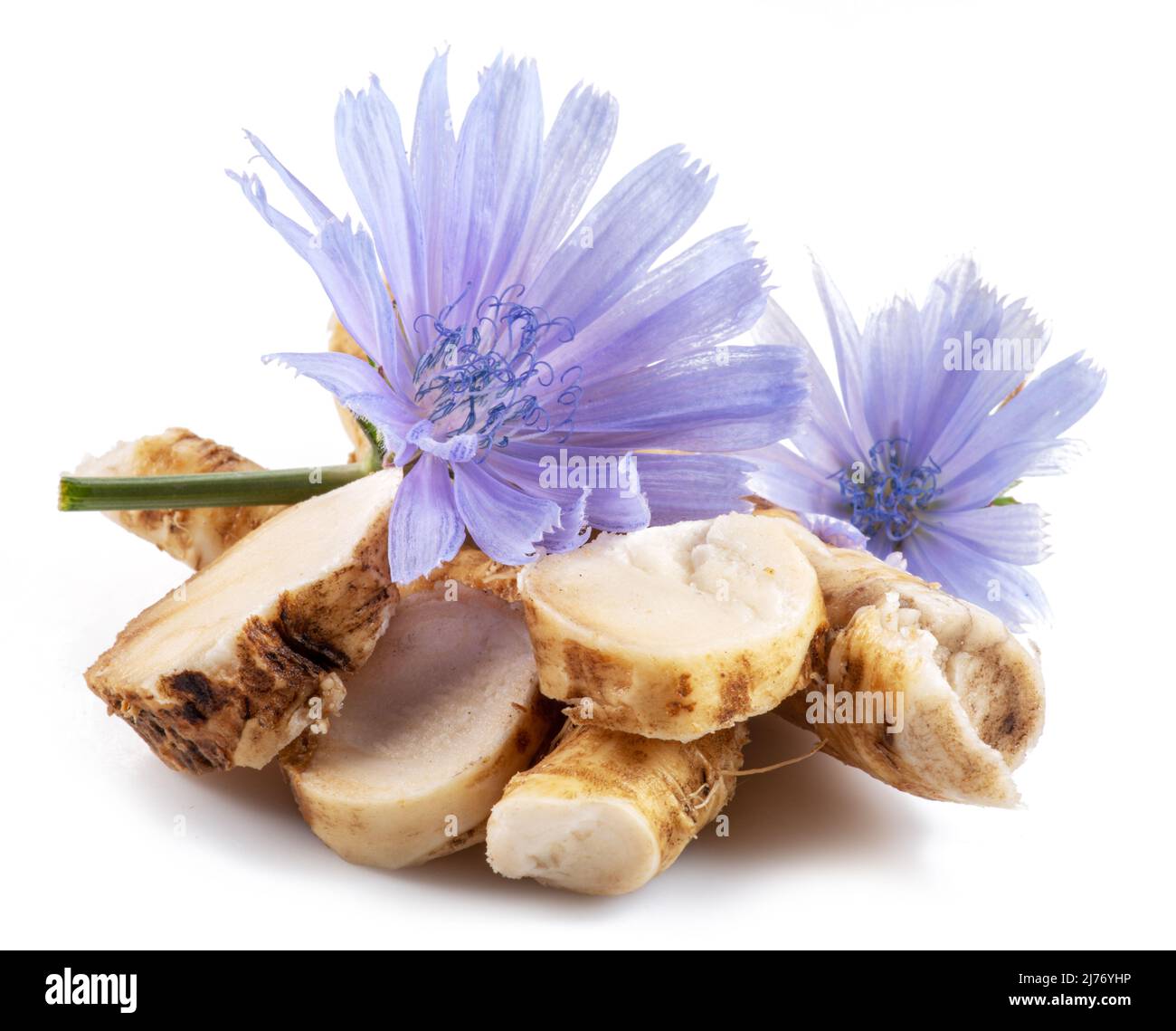 Chicory flowers and roots close up on the white background Stock Photo ...