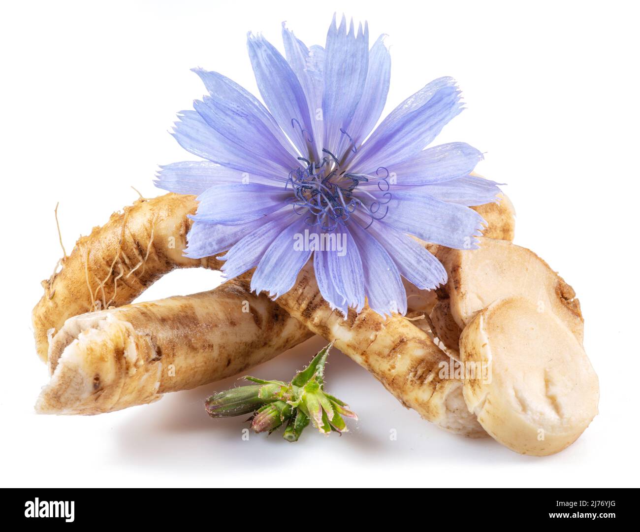 Chicory flowers and roots close up on the white background Stock Photo ...