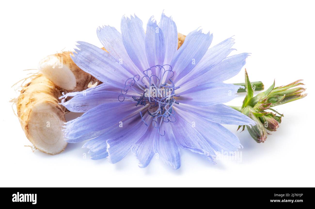 Chicory flowers and roots close up on the white background Stock Photo ...