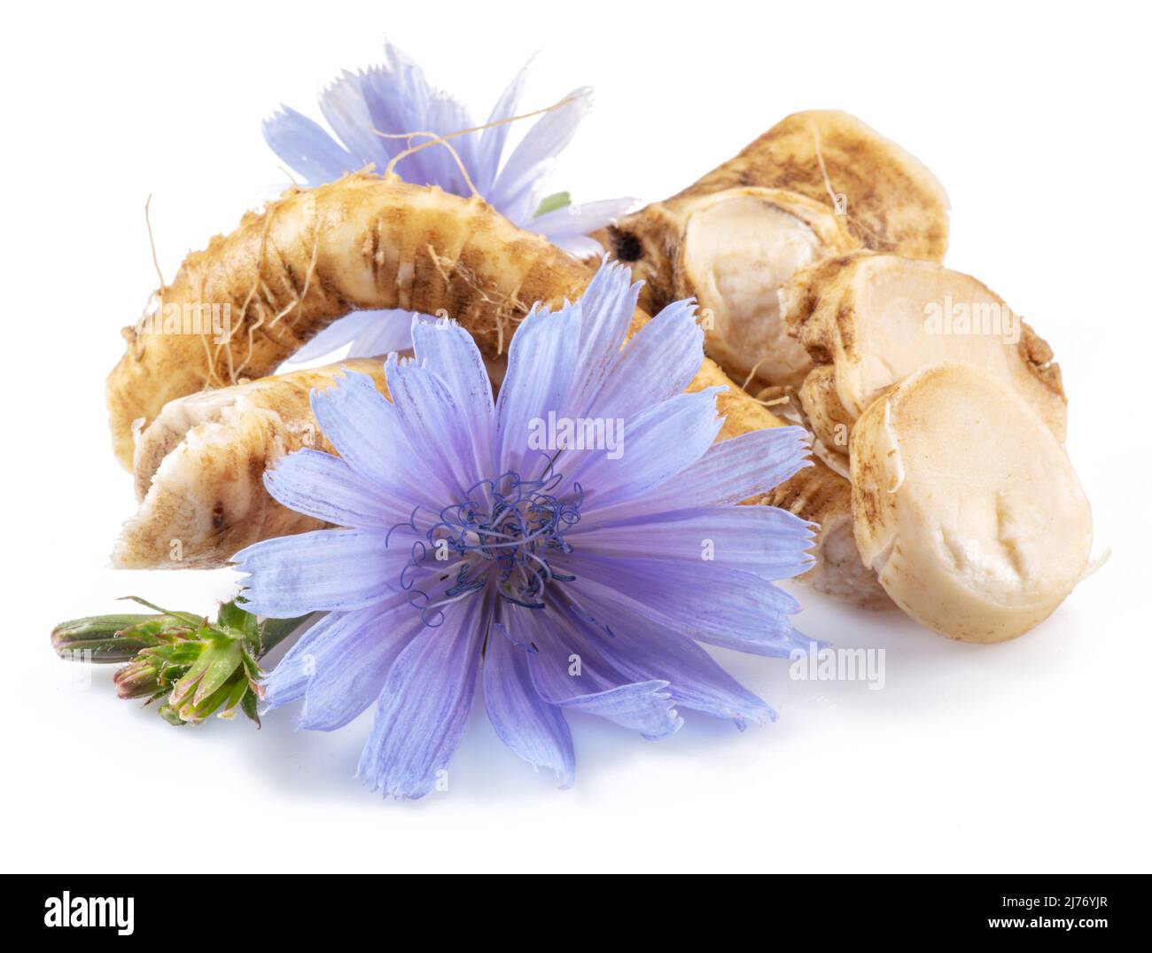 Chicory flowers and roots close up on the white background Stock Photo ...