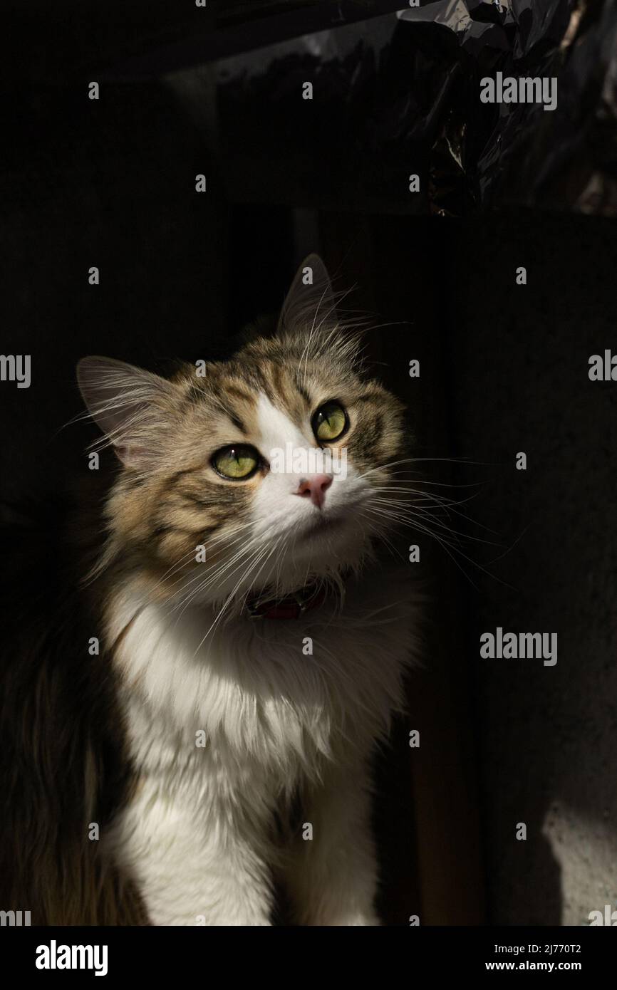 a beautiful long-haired cat sits in the bright sun. contrast photo of a ...