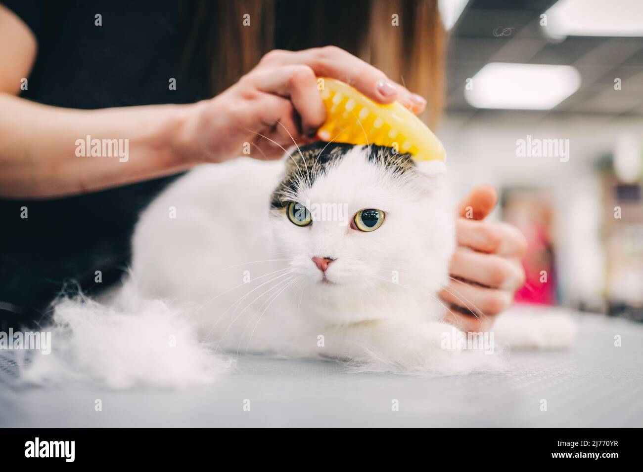 Combing the cat hi-res stock photography and images - Alamy
