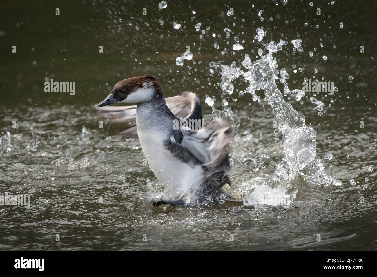 Smew is a small sawbill duck with serrated edge on his bill to hold ...