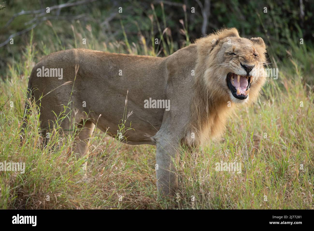 African lion showing his teeth in Balule Reserve, Olifants West ...
