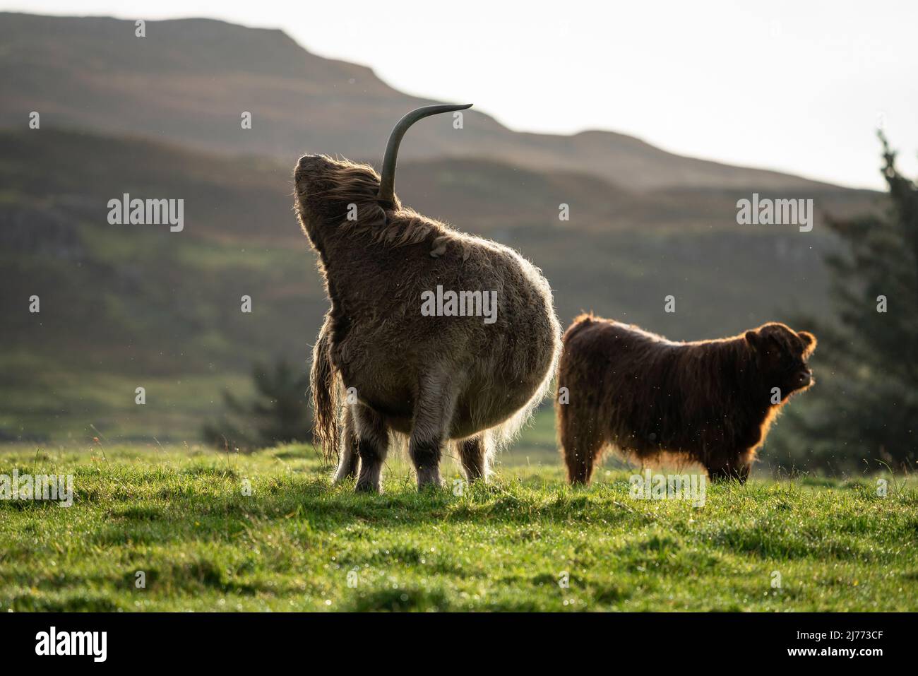 Striking Couple of Highland Cows Captured on the North Coast of ...