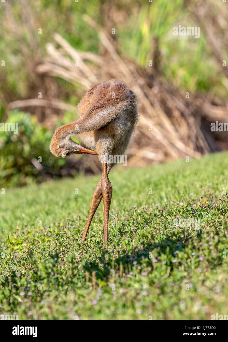 Awkward legs hi-res stock photography and images - Alamy