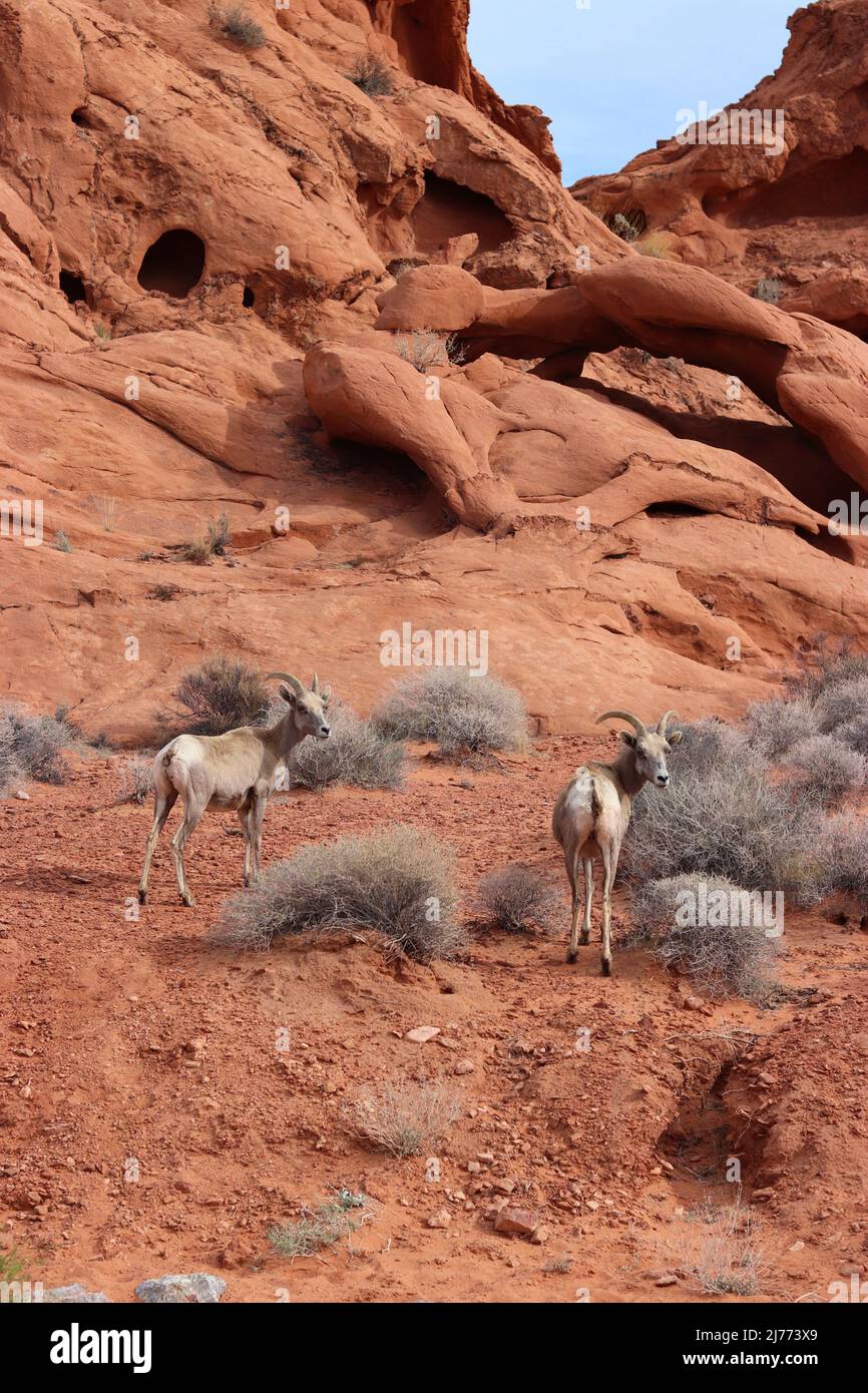Valley of fire sheep hi-res stock photography and images - Alamy