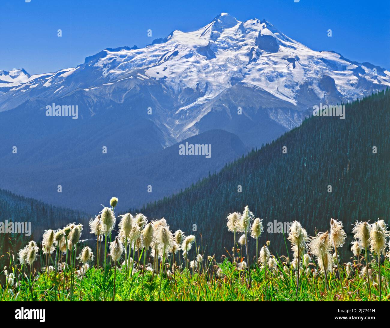 Glacier Peak from Buck Pass, Glacier Peak Wilderness, Washington Stock ...
