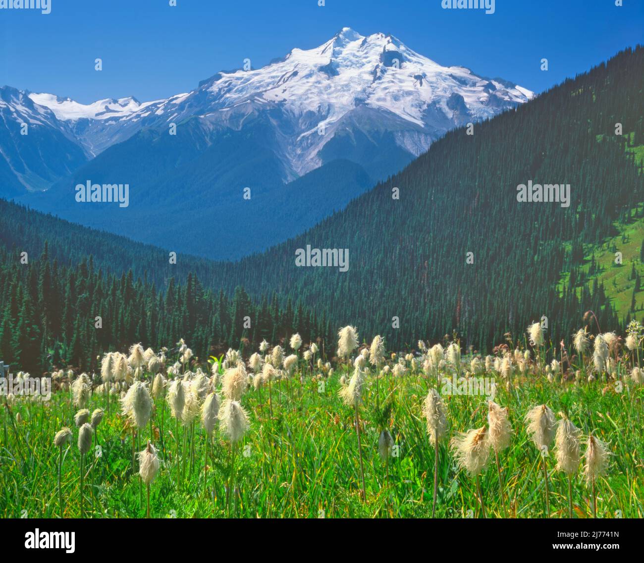 Glacier Peak from Buck Pass, Glacier Peak Wilderness, Washington Stock ...