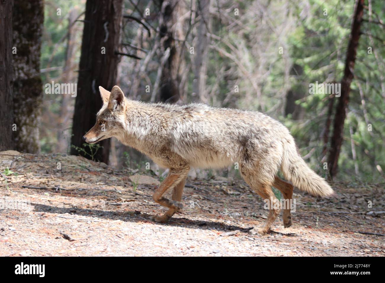 Habitat ecosystem hi-res stock photography and images - Alamy