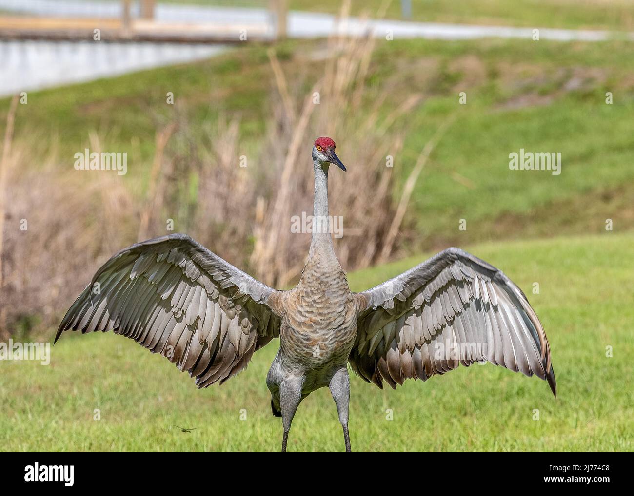 Crane with wings spread hi-res stock photography and images - Alamy