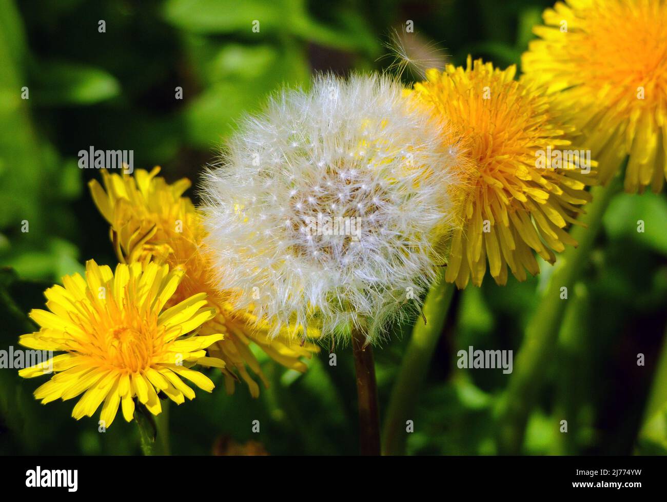 dandelions and dandelion clock Stock Photo - Alamy