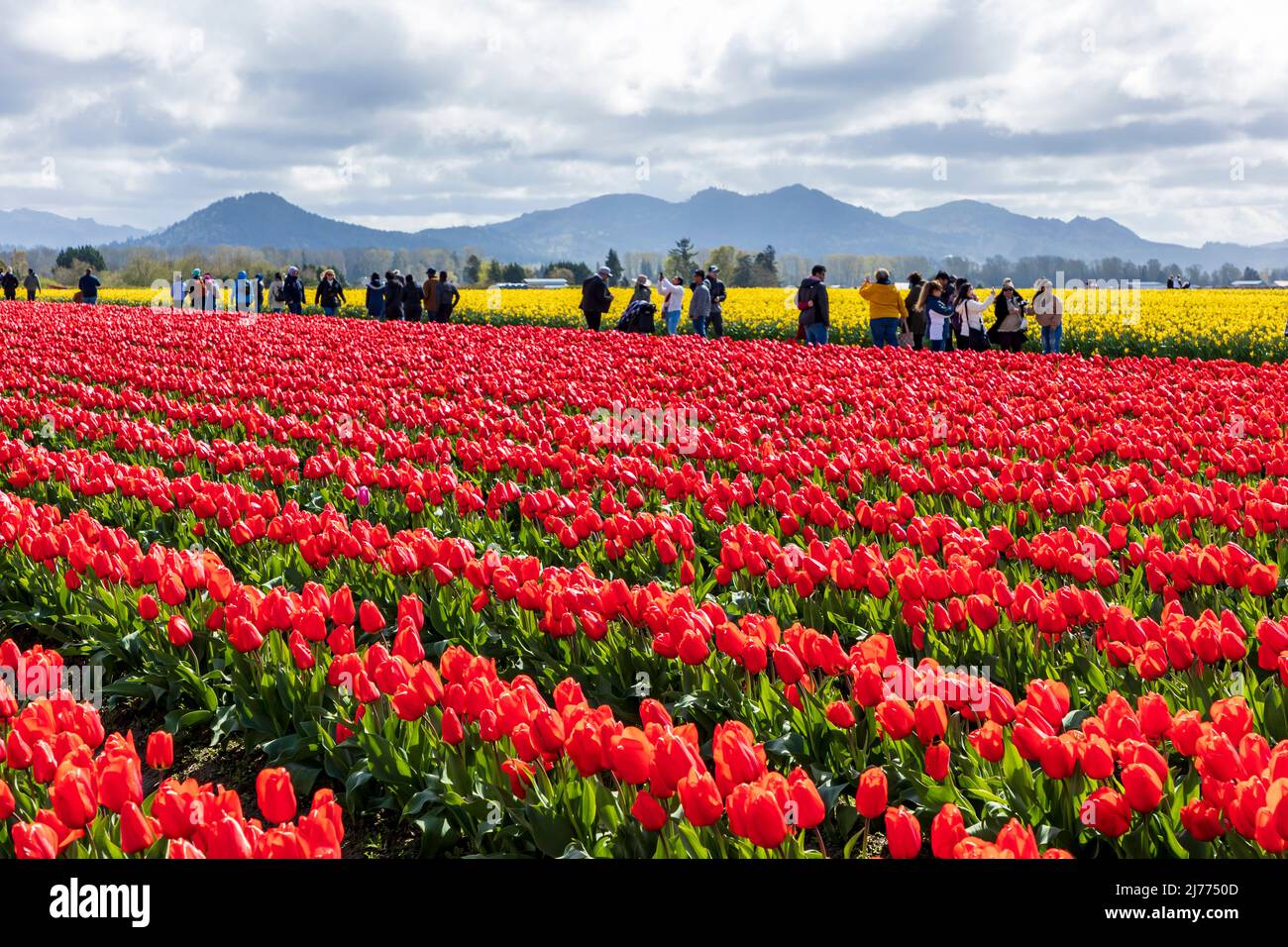 vibrant tulips in variety of colors in Skagit Valley in Washington ...