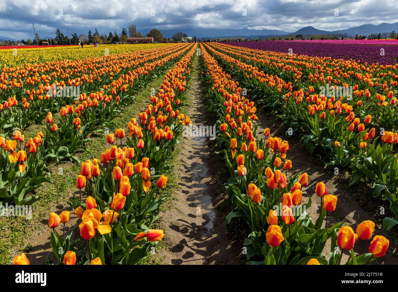 vibrant tulips in variety of colors in Skagit Valley in Washington ...