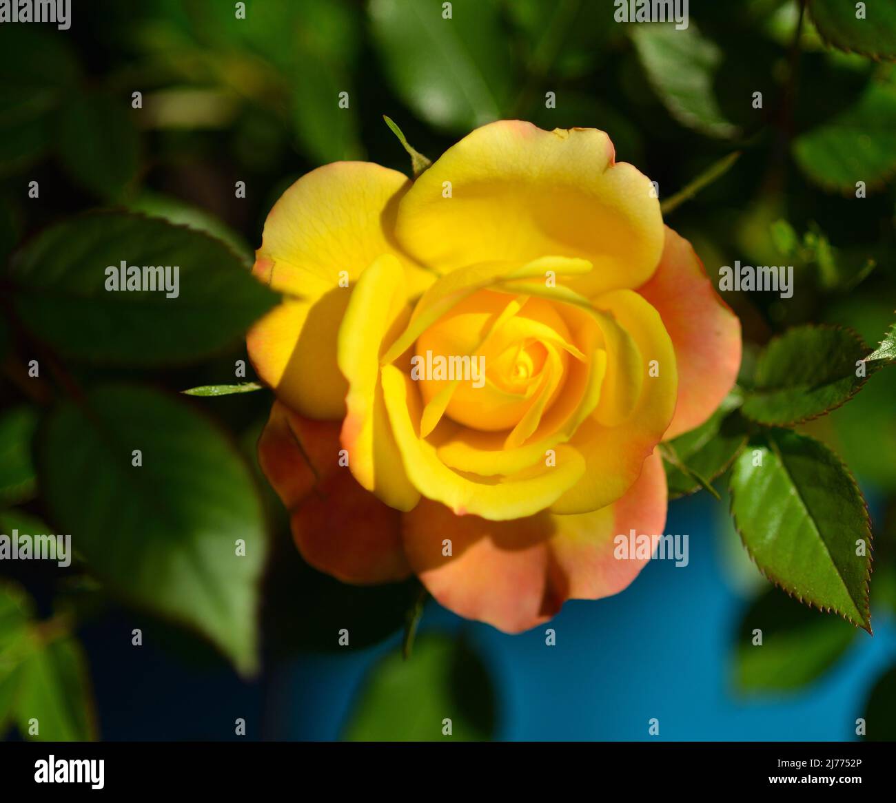 Rainbow Sunblaze Miniature Rose Flower on Sky Blue Background Stock ...