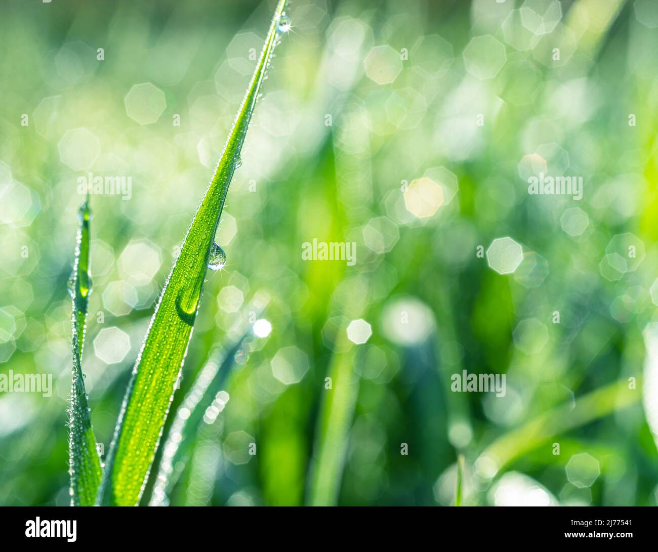 Sparkling dew drop on the green grass leaf close-up. Purity and ...