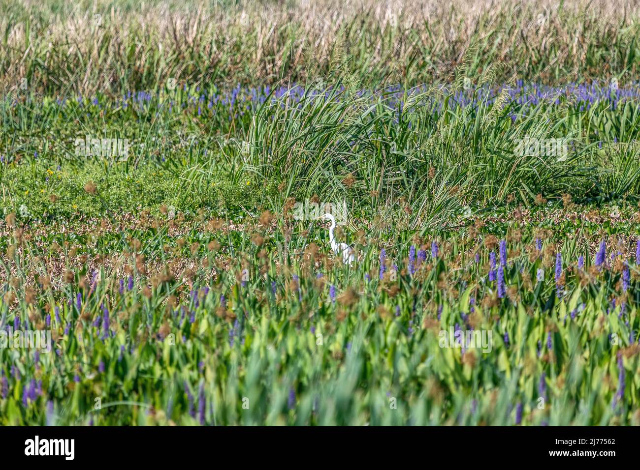 Great Egret standing in the marsh surrounded by pretty purple flowers ...