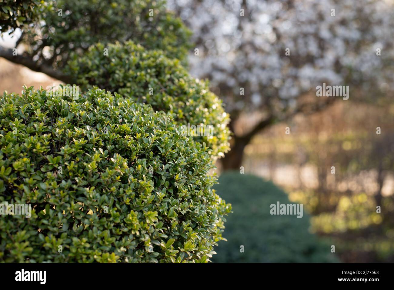 Garden Design Element of Spherically Formed Boxwood Bush. Boxtree Shrub ...
