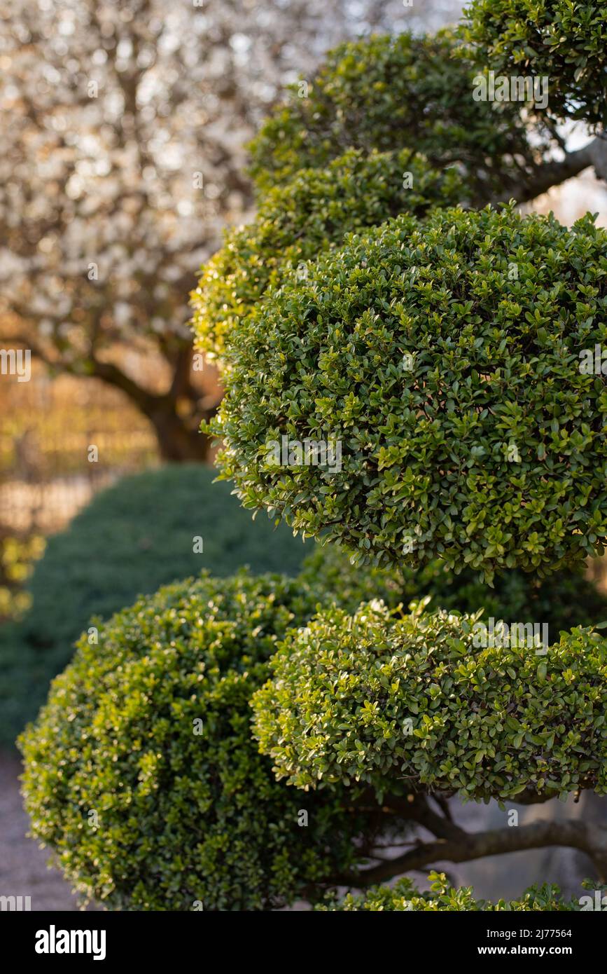 Garden Design Element of Spherically Formed Boxwood Bush. Boxtree Shrub ...