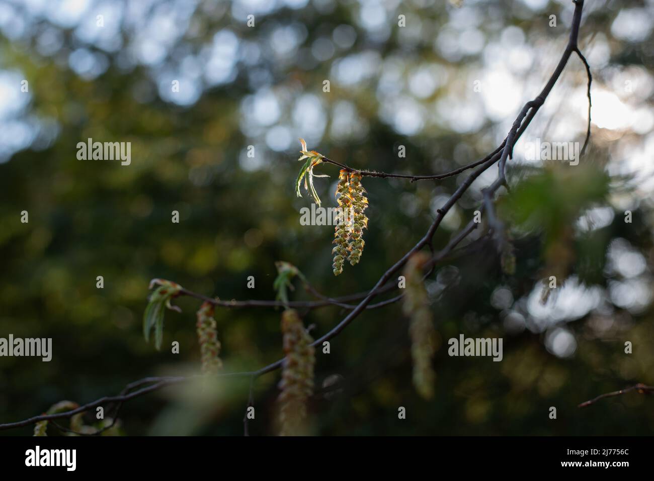 Long Catkins of Alder or Birch Tree Against Spring Sun Rays Stock Photo ...