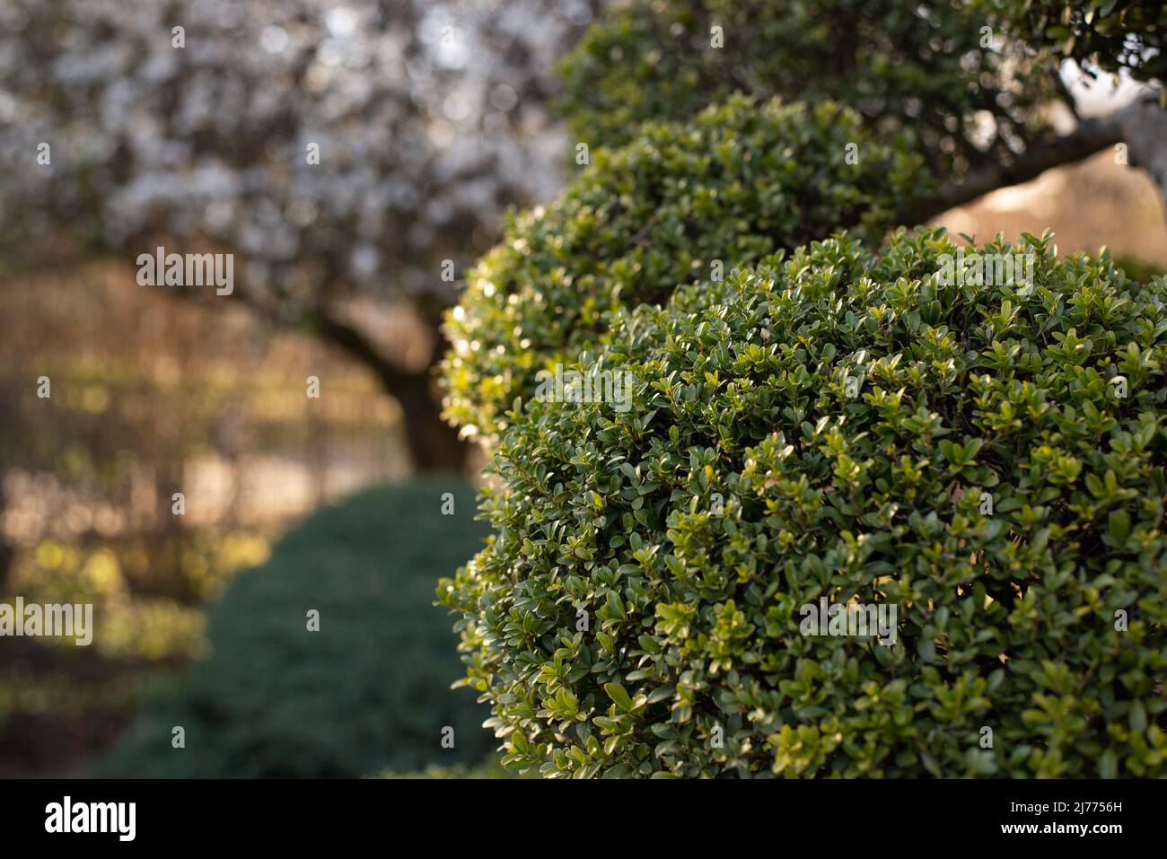 Garden Design Element of Spherically Formed Boxwood Bush. Boxtree Shrub ...