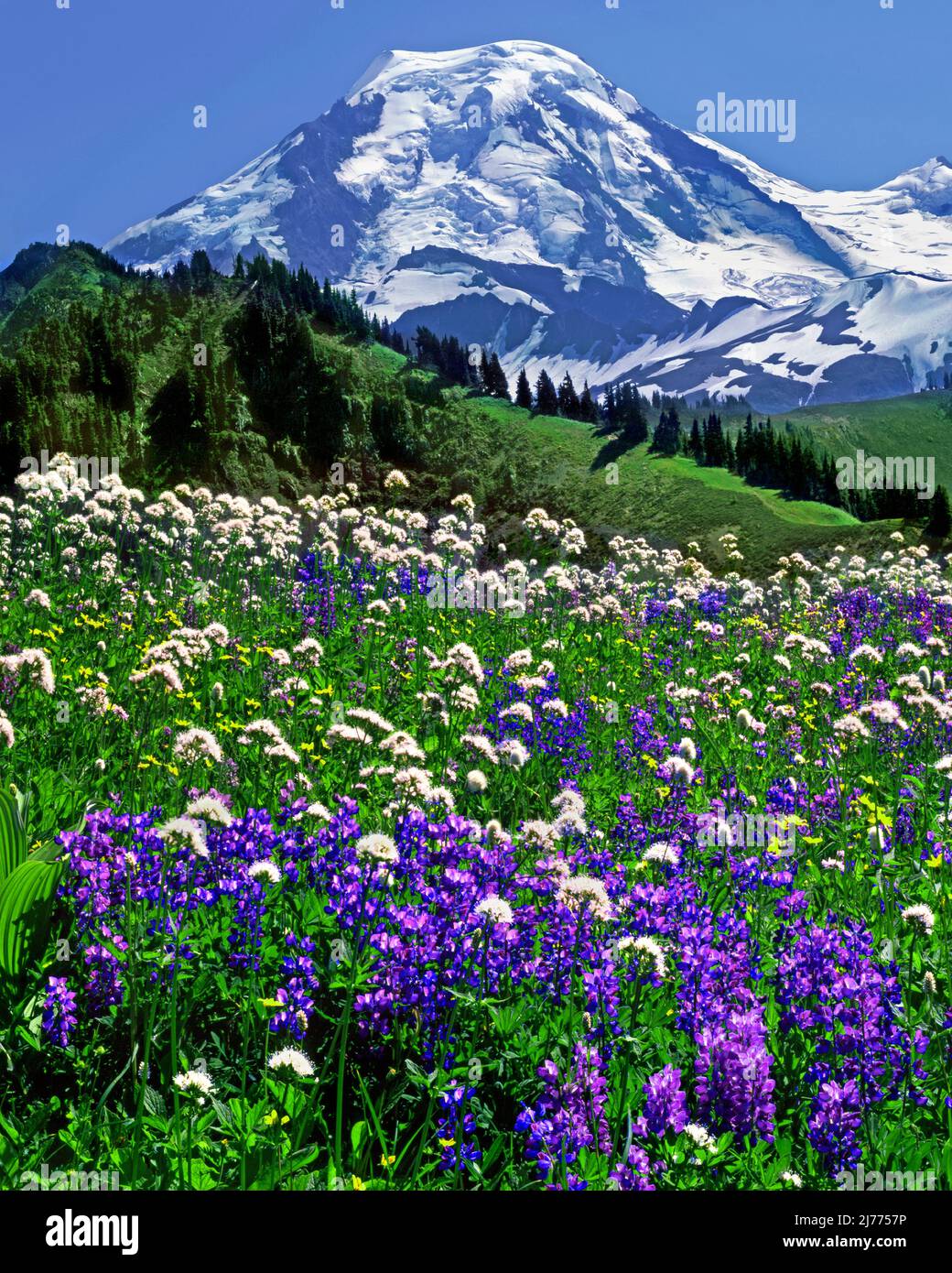 Mt. Baker from Skyline Ridge in Mt. Baker Wilderness, Washington Stock ...