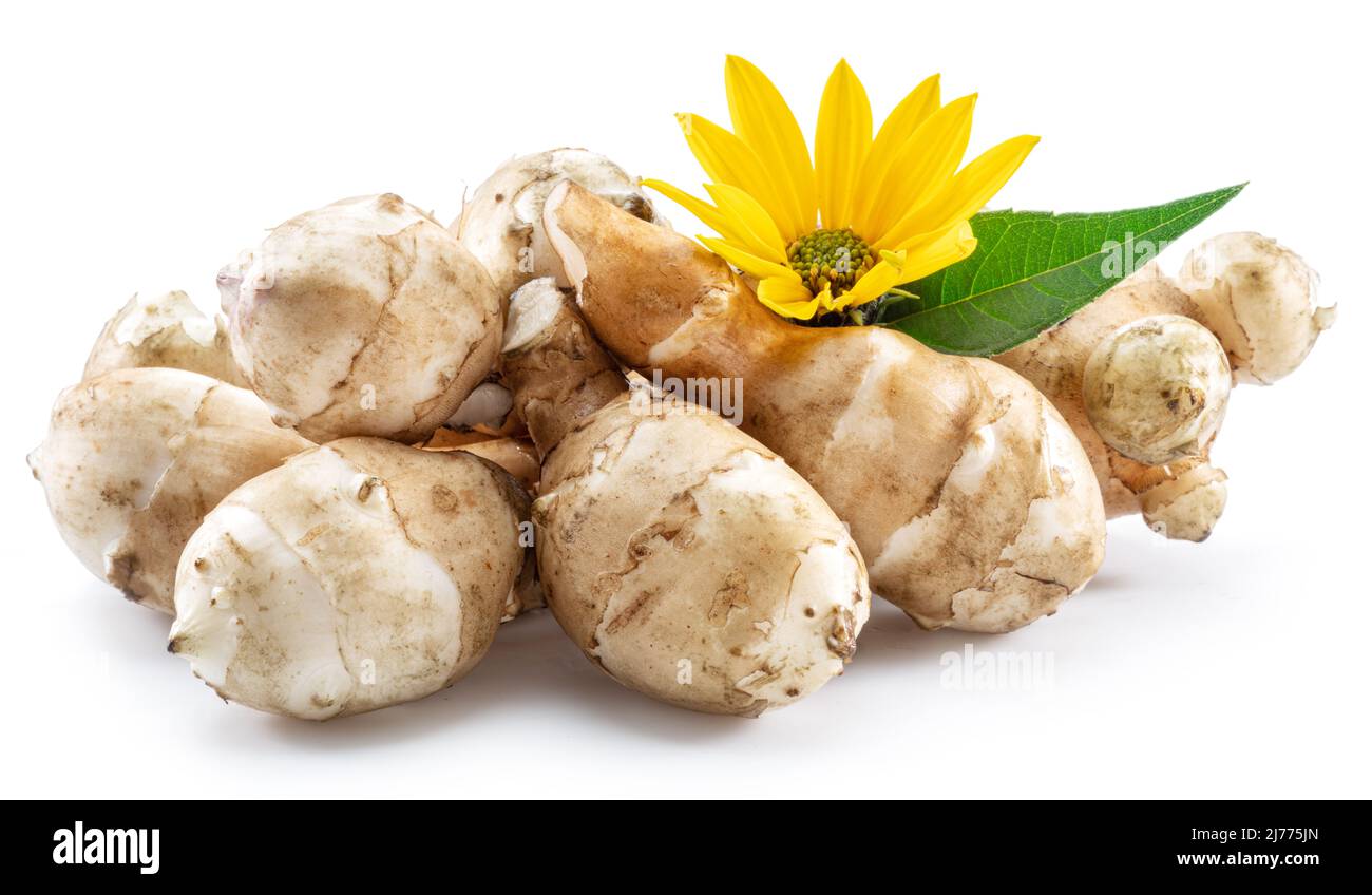 Jerusalem artichoke roots with leaves and flower of Jerusalem artichoke ...