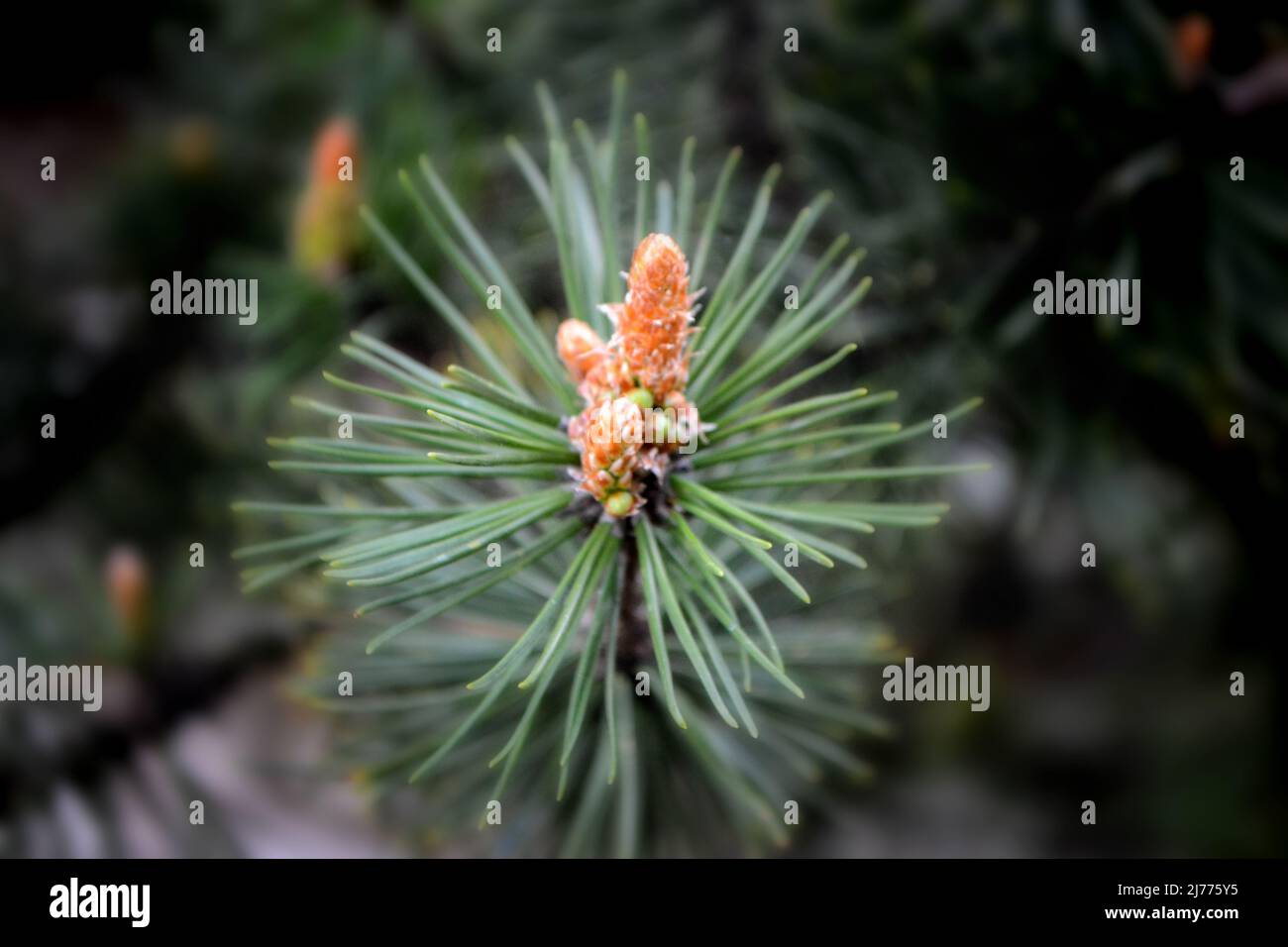 A twig of pine and a young pine cone Stock Photo - Alamy