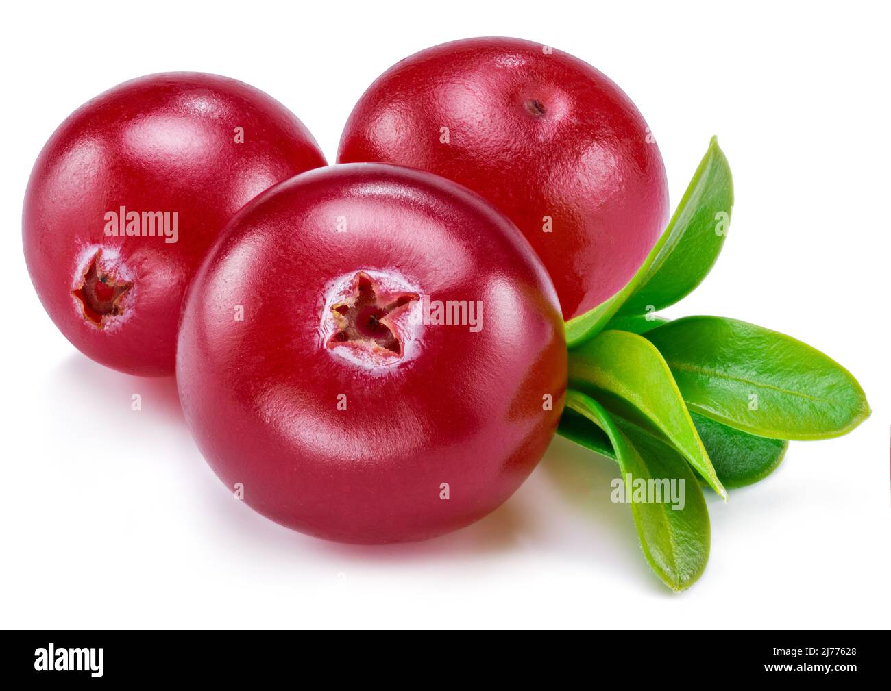 Ripe red cranberries with green leaves on white background. Close-up ...