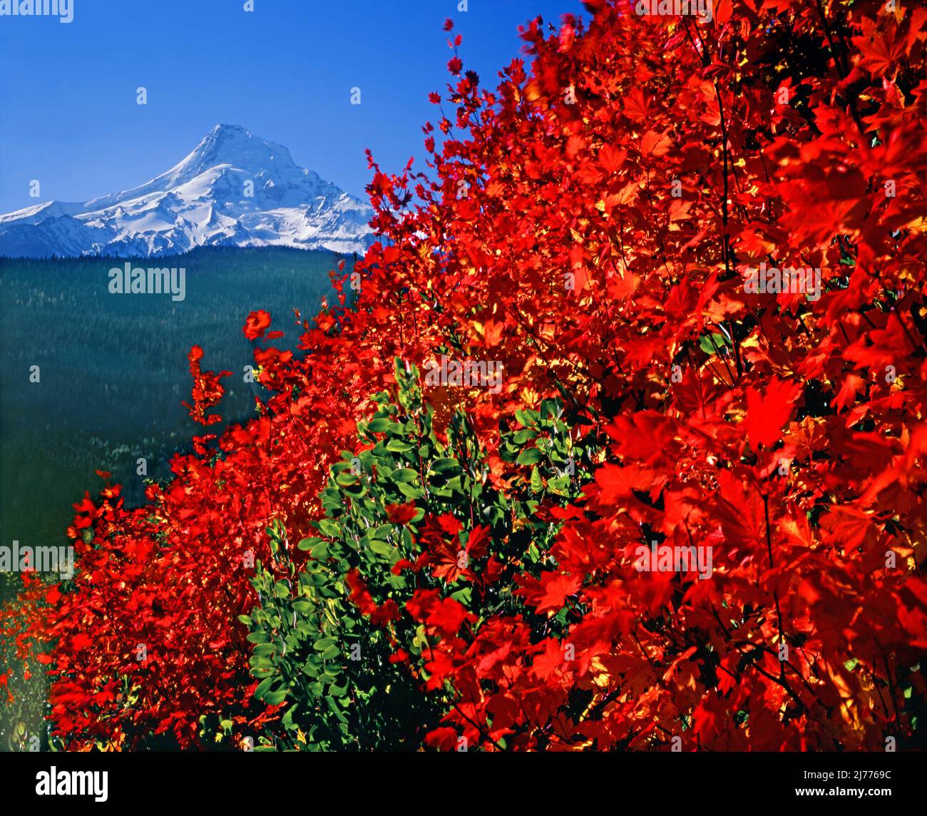 October in oregon hi-res stock photography and images - Alamy