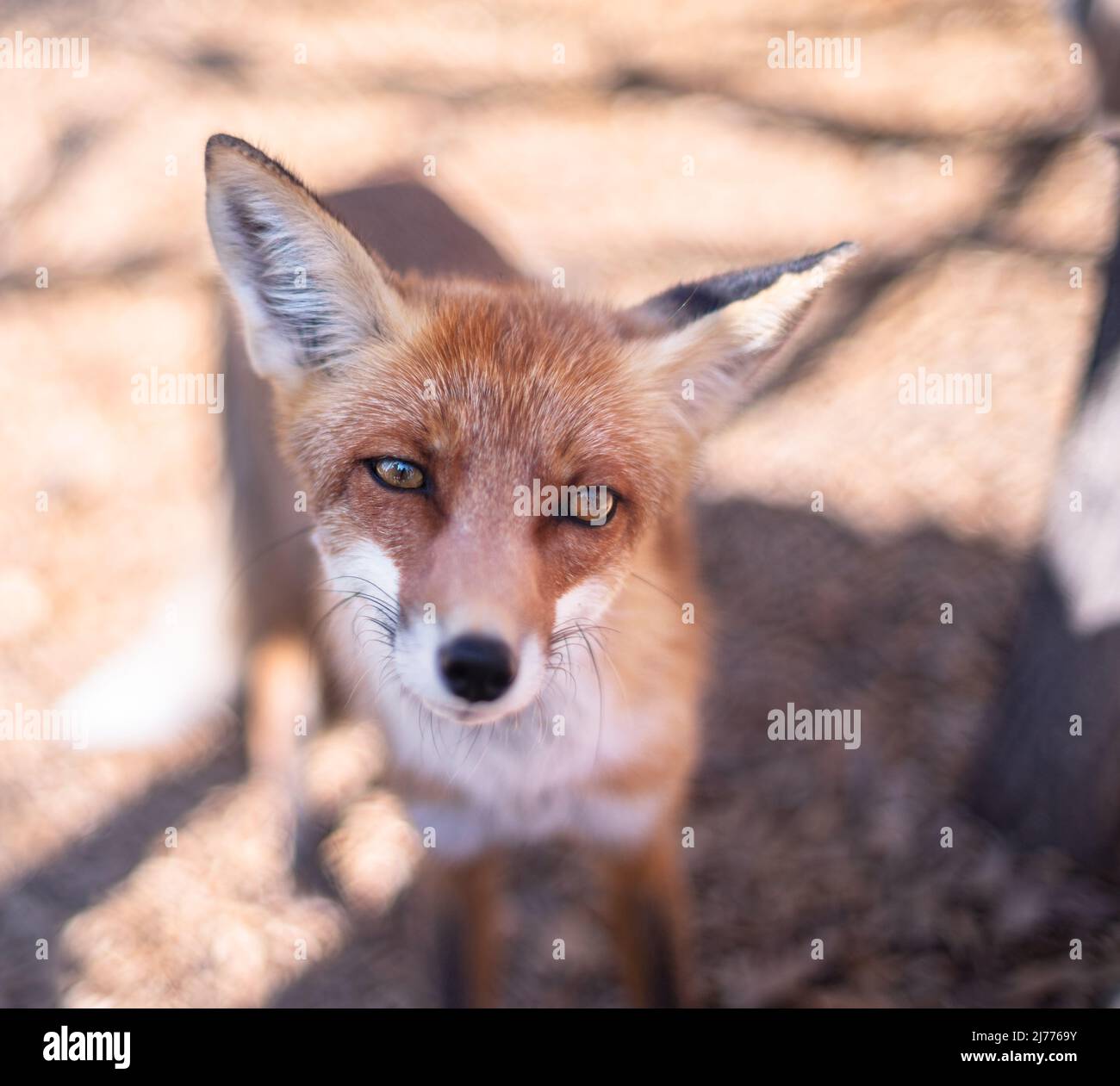 Red fox face close up. Blurred autumn nature at the background Stock ...