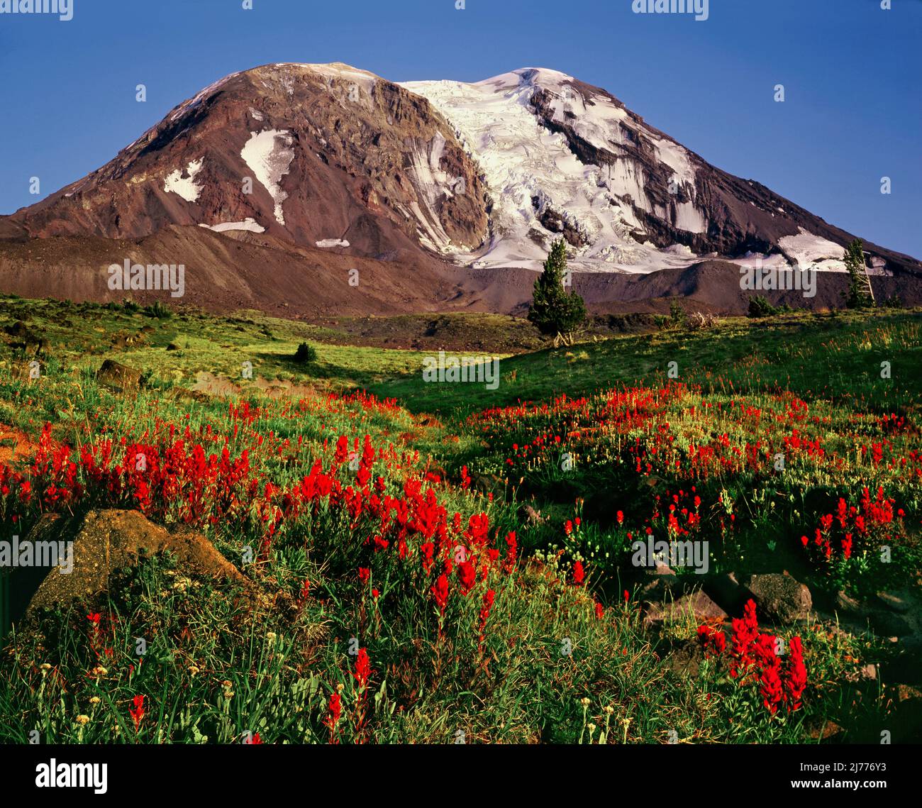 Mt. Adams and Adams Glacier, Mt Adams Wilderness, Washington Stock ...