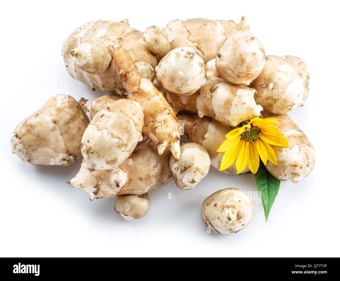 Jerusalem artichoke roots with leaves and flower of Jerusalem artichoke ...