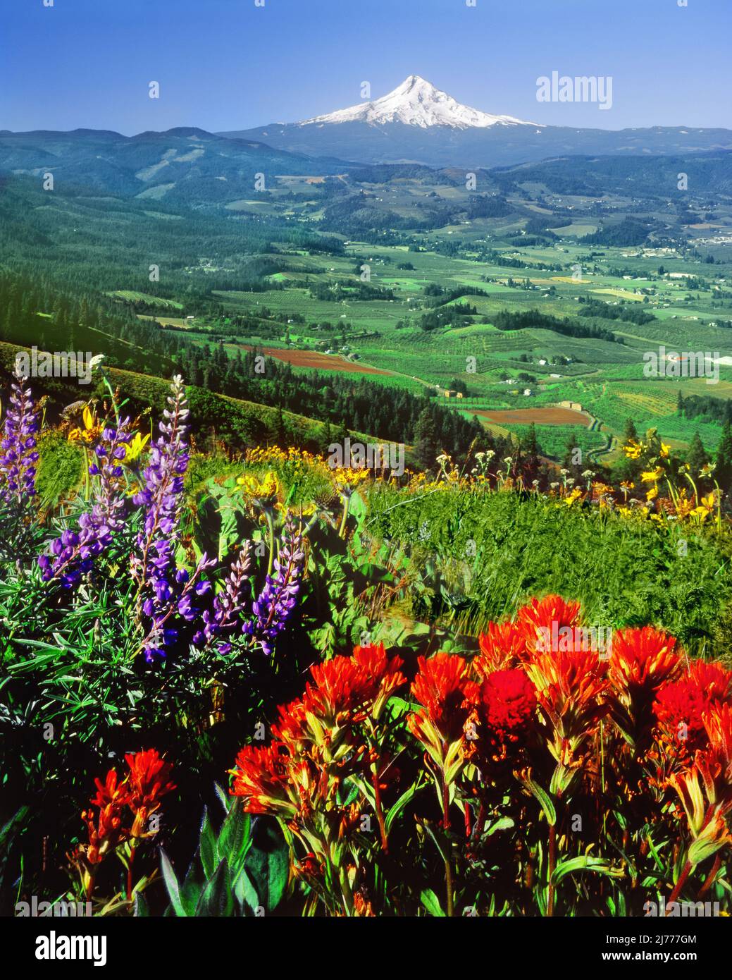 Mt Hood rising above Hood River Valley, Oregon Stock Photo - Alamy