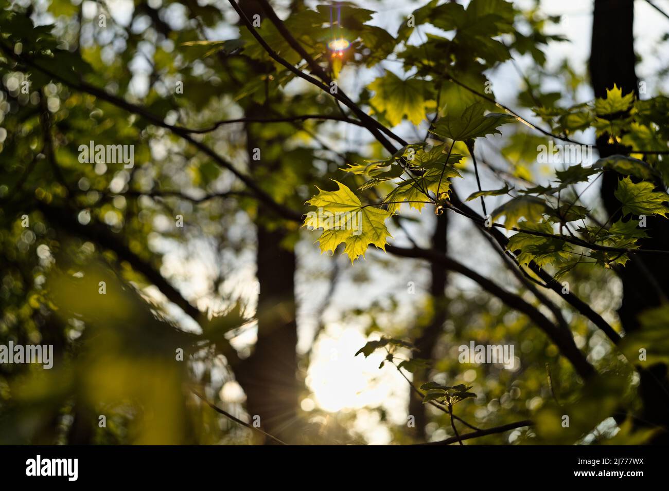 Fresh maple leaf in spring sunlight Stock Photo - Alamy