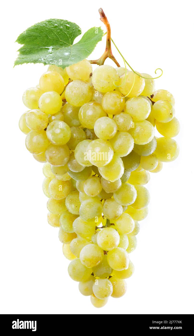 Bunch of yellow grapes in water drops with a grape leaf isolated on a ...