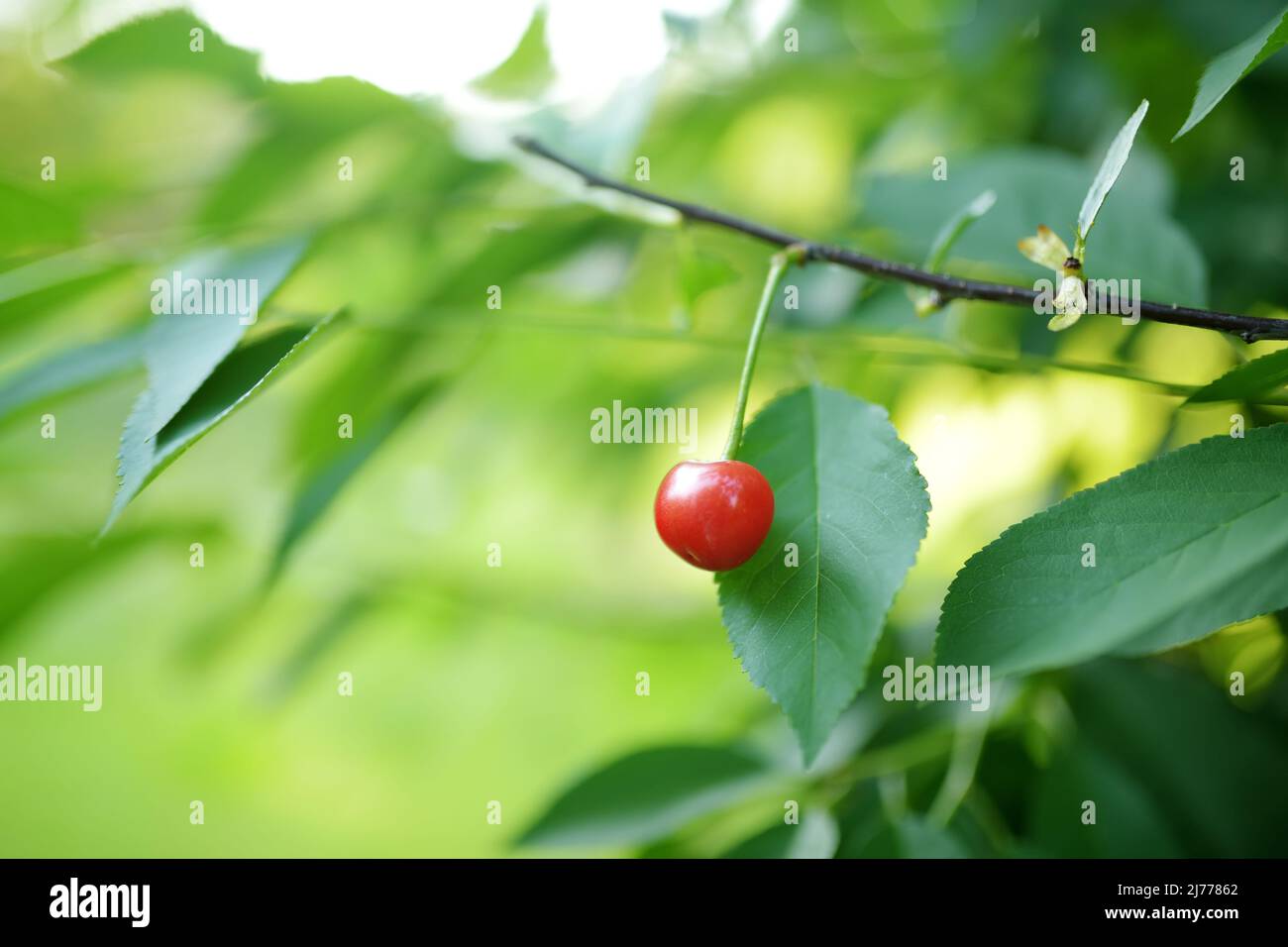 Ripe cherry fruit hanging from a cherry tree branch. Harvesting berries ...