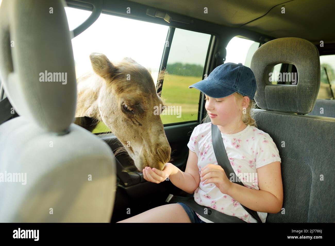 Funny young girl feeding a camel though an open window in a car. Child ...