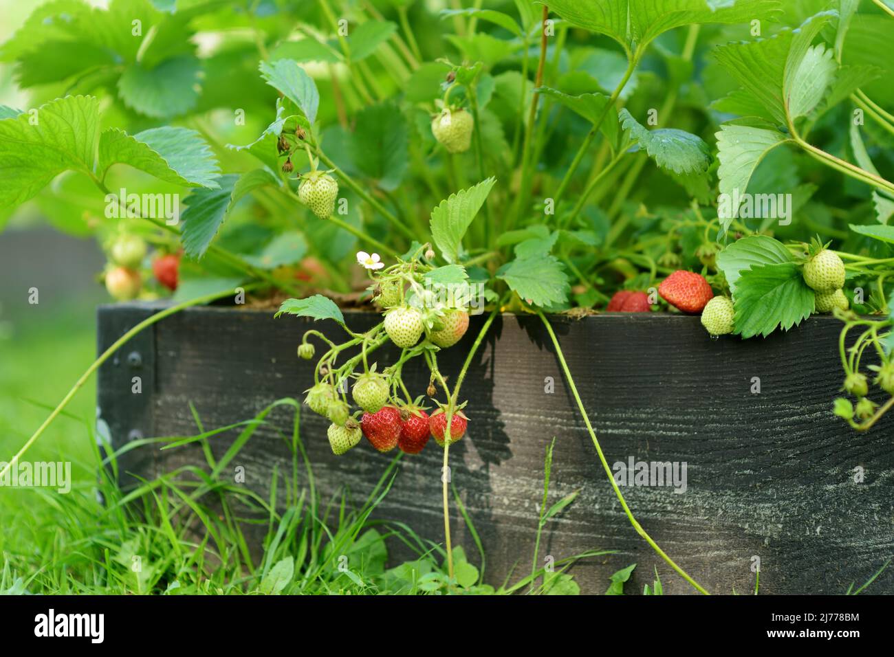 Fresh strawberries ripening on bushes at organic strawberry farm ...