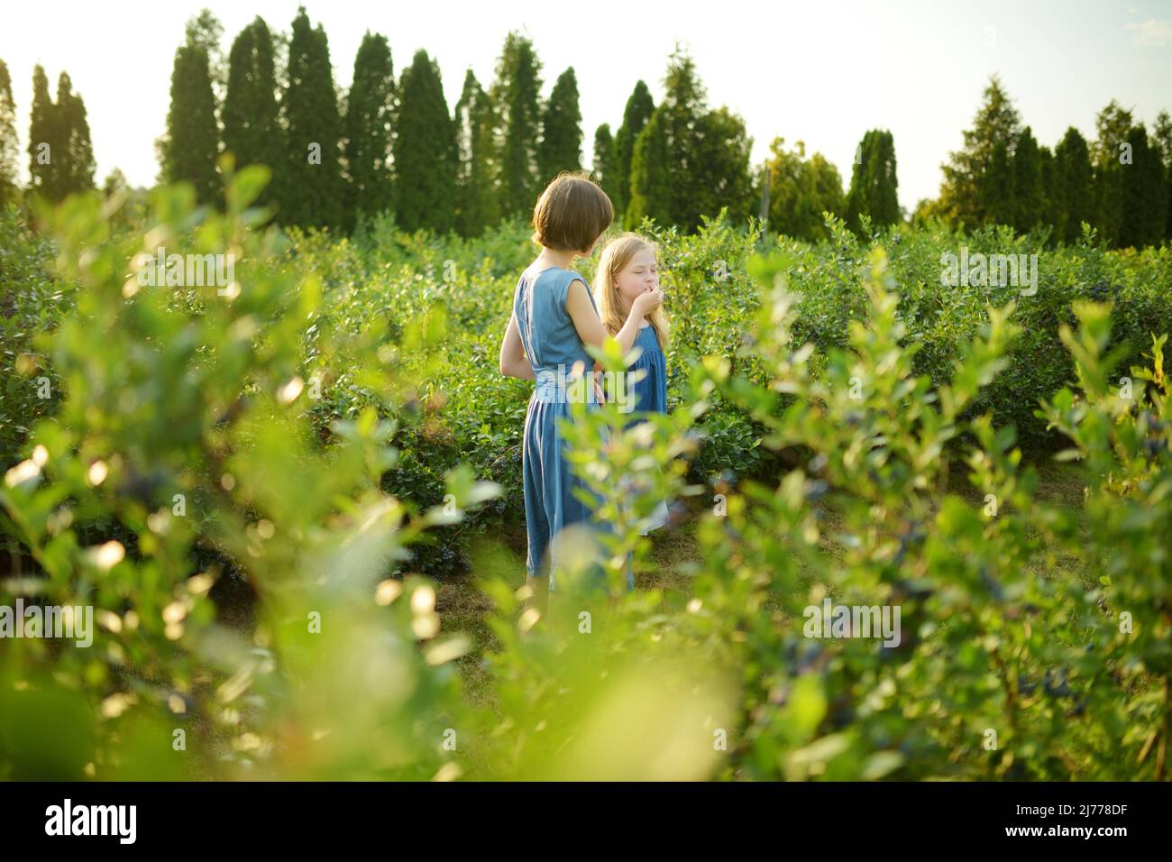 Cute young sisters picking fresh berries on organic blueberry farm on ...