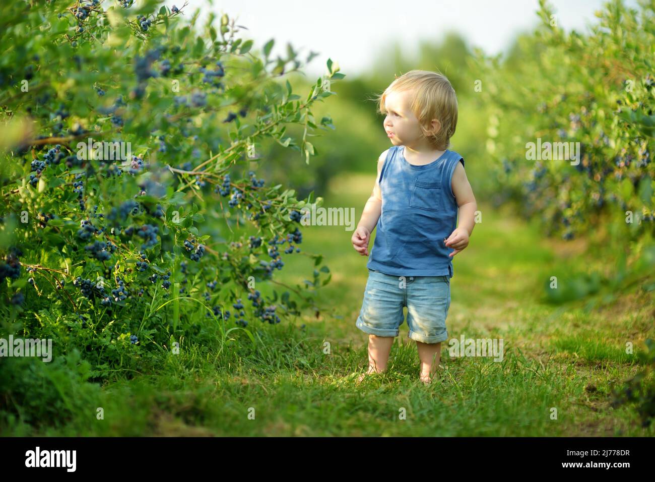 Cute little boy picking fresh berries on organic blueberry farm on warm ...