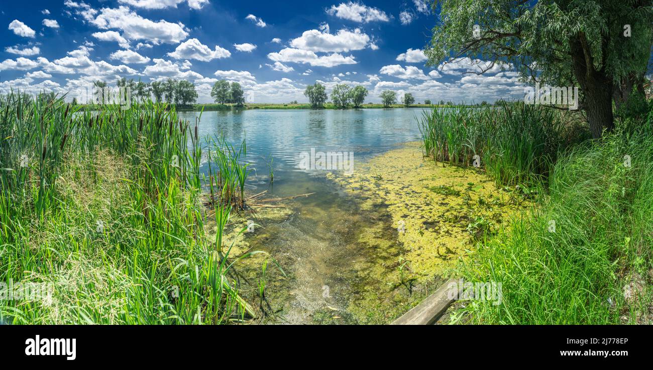Beautiful river bank covered with tall reeds and cloudy summer sky ...