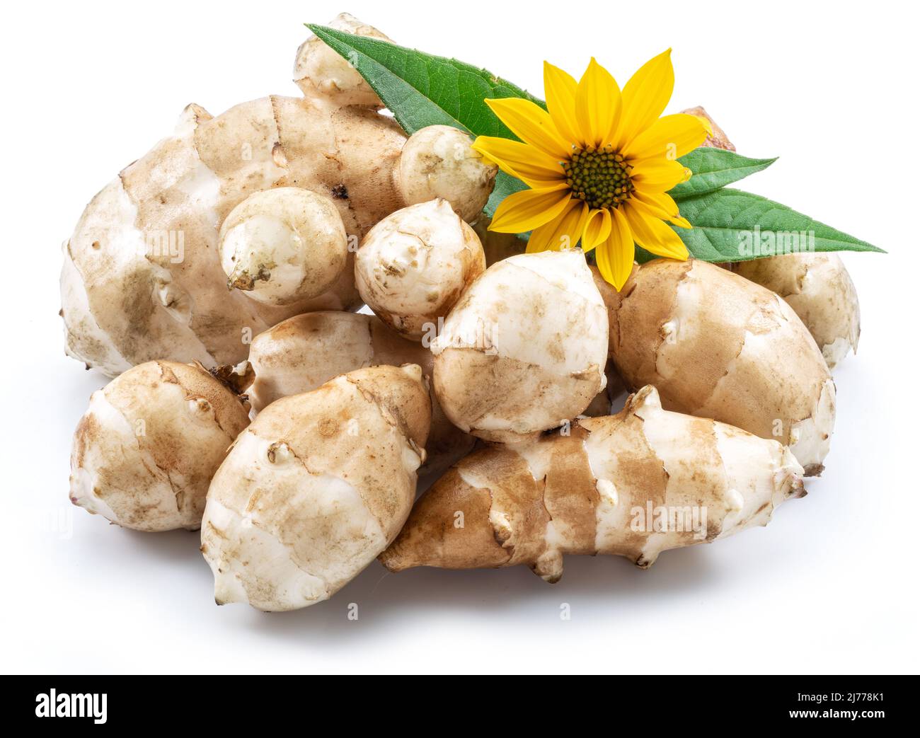 Jerusalem artichoke roots with leaves and flower of Jerusalem artichoke ...