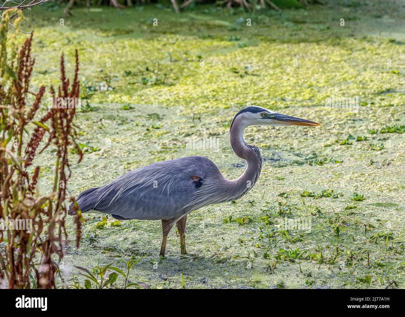 Florida marsh bird hi-res stock photography and images - Alamy