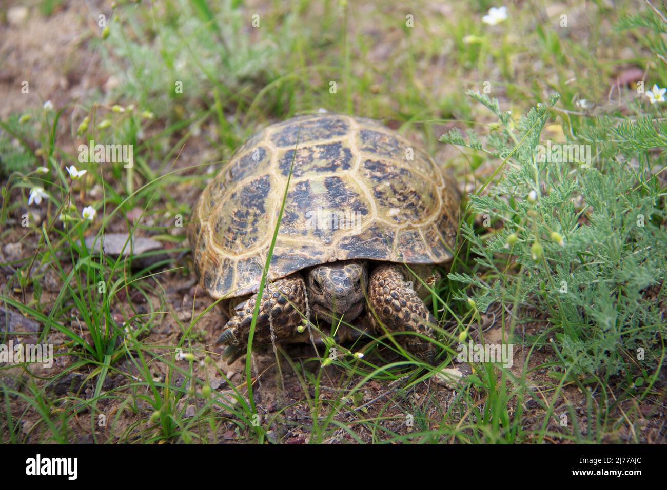 Small crawling turtle among the grass hi-res stock photography and ...
