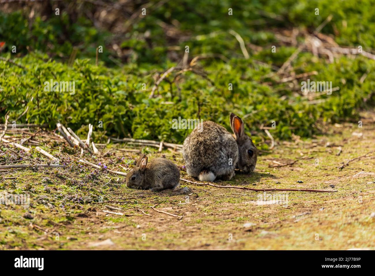 Wild Rabbits feeding in a grassy area on Skomer Island, Wales, UK Stock ...